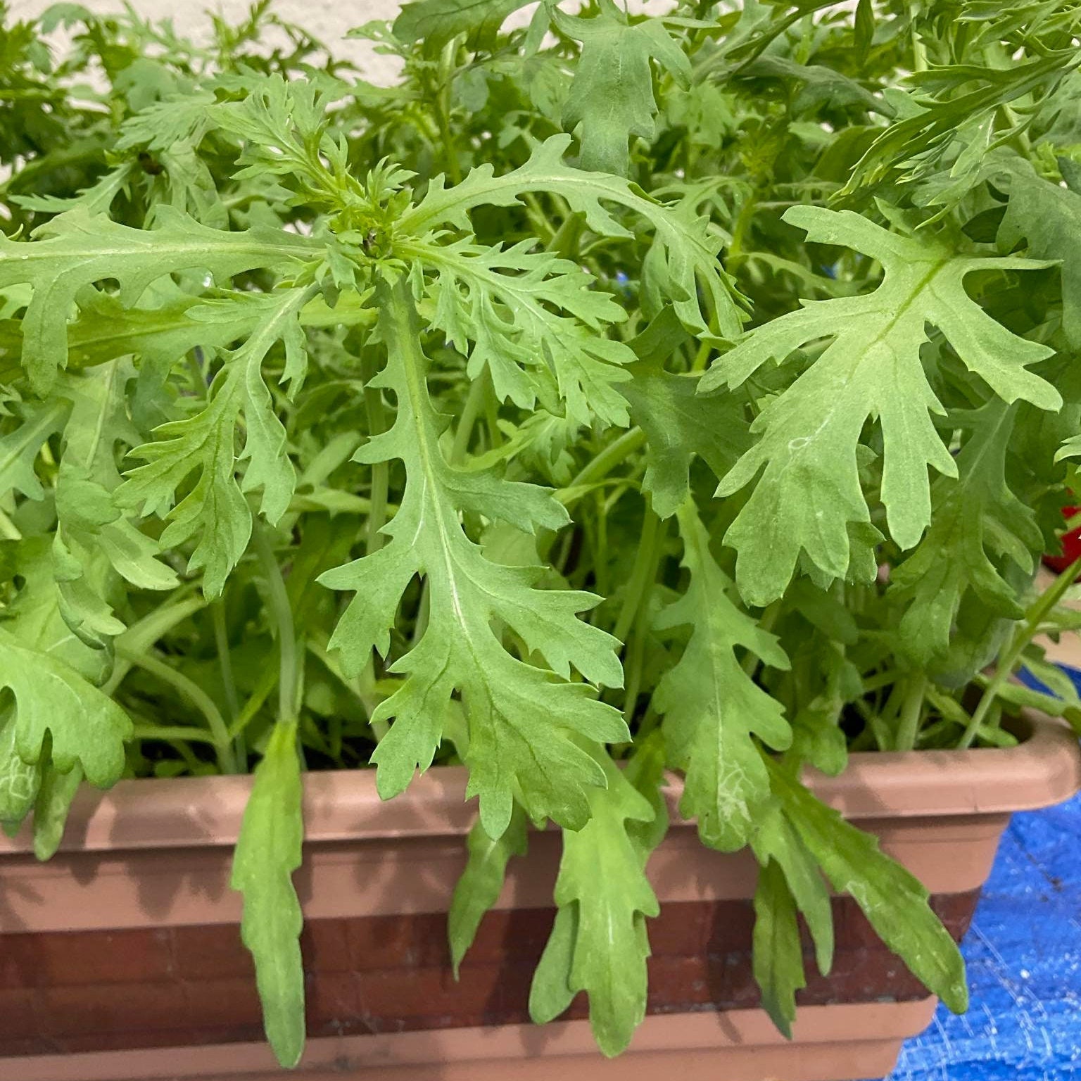 Crown Daisy, Tong Ho, Vietnamese Hạt Tần Ô, Cải Cúc - Etsy