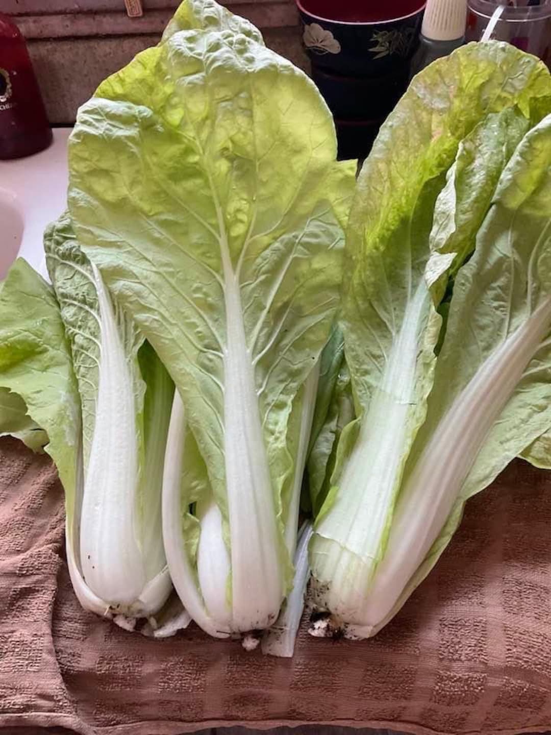 Taiwanese Cabbage Seeds Pak Choy - Etsy