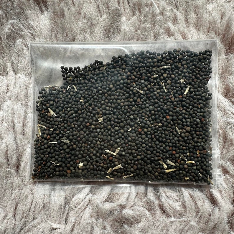200+ Chinese Broccoli, Gai Lan, Chinese Kale Seeds, White-flowering ...