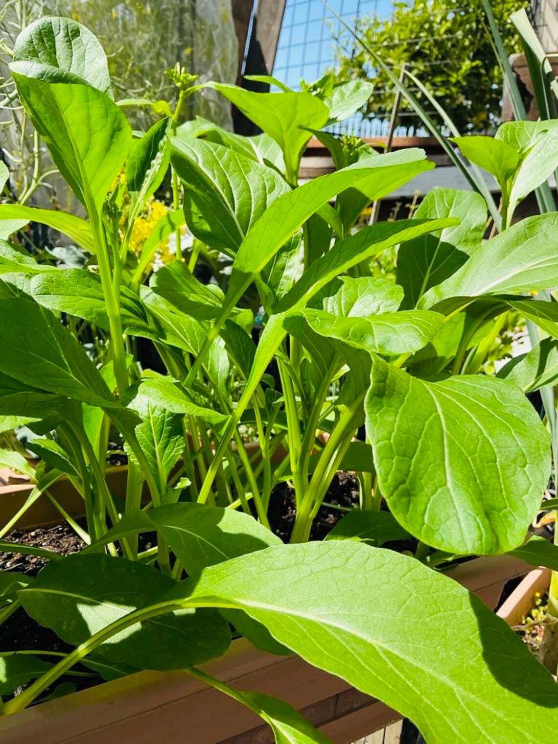 Samurai Japanese Choy Sum Seeds. - Etsy