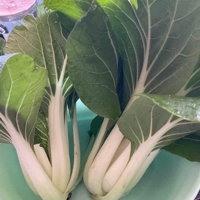 Vietnamese MEDIUM White Stem Pak Choi, Dwarf Bok Choy, Asian Vegetable, Heirloom Non-gmo ( Could ...