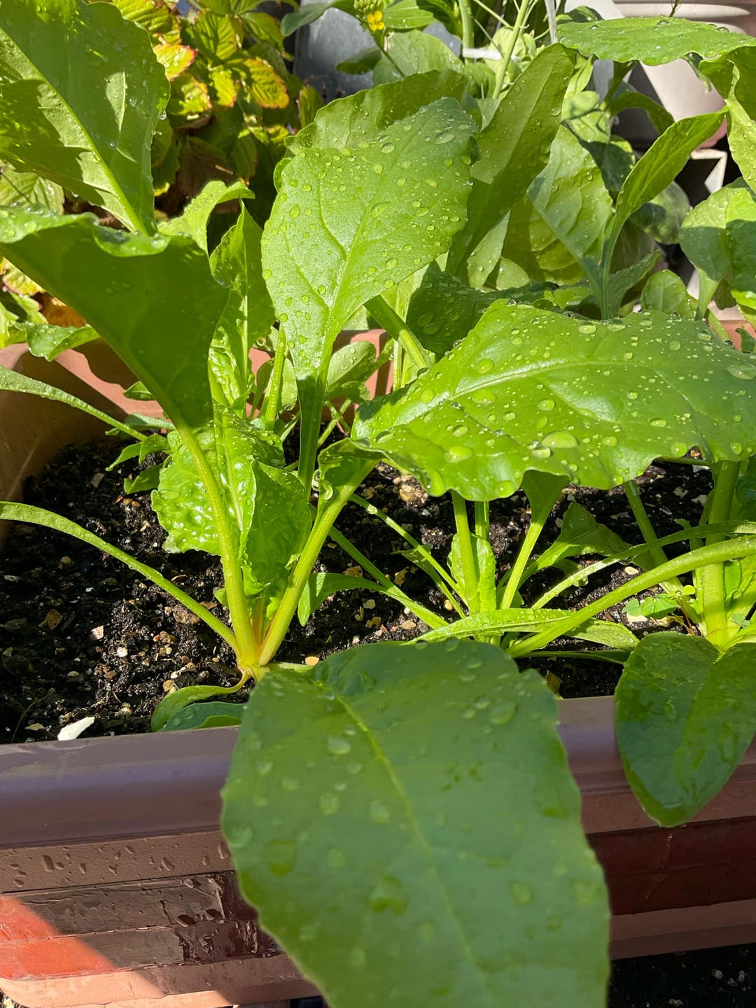 Taiwanese Spinach, Taiwan PO CHOY, Non Gmo, ( 250 Seeds) - Etsy