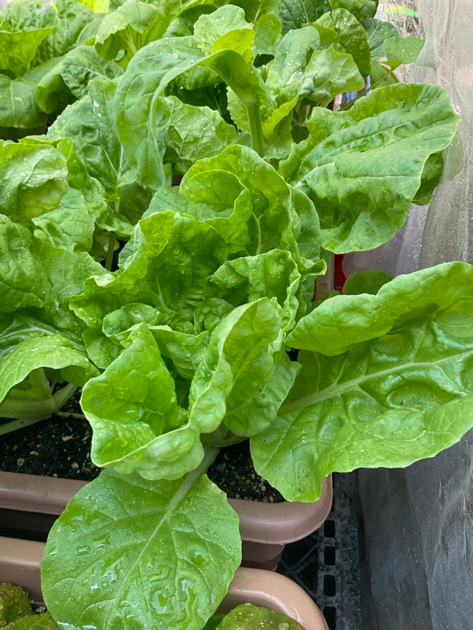 Taiwan Pak Choy Frilly Seeds, Cải Bẹ Dún, Non GMO - Etsy