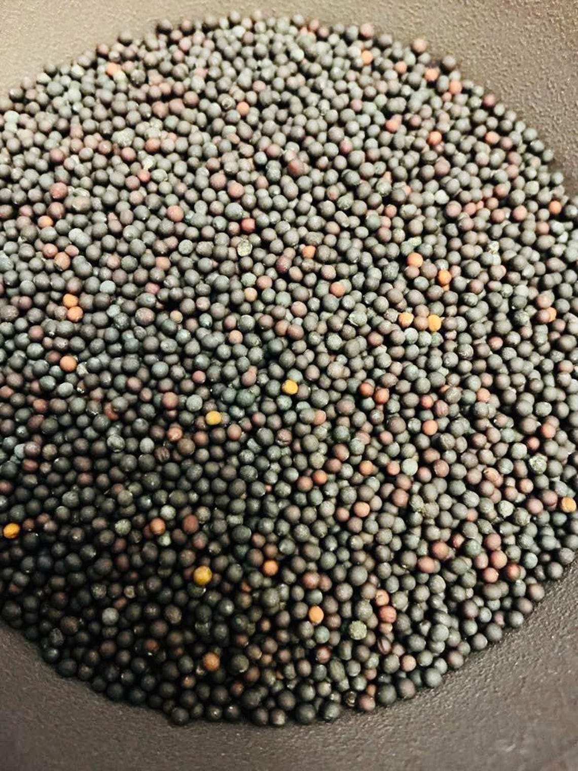 Samurai Japanese Choy Sum Seeds. - Etsy