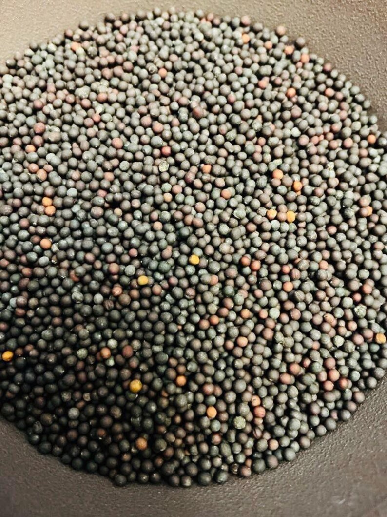 Samurai Japanese Choy Sum Seeds. - Etsy