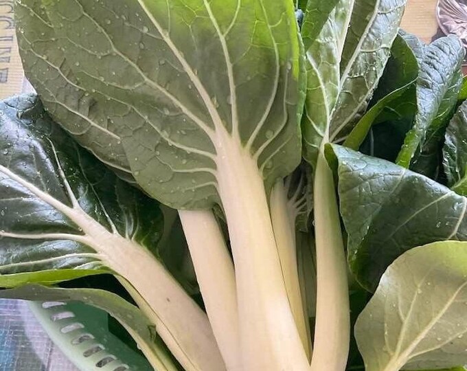 500 White Stem Baby Pak Choi Seeds, Nail Bai Cai, Dwarf Bok Choy, Asian ...