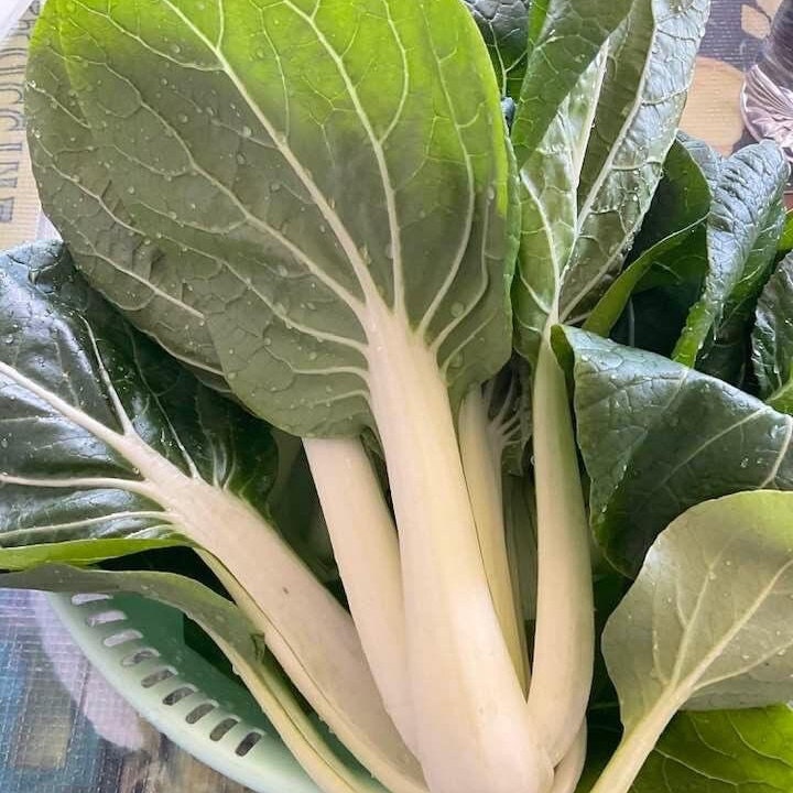 Vietnamese MEDIUM White Stem Pak Choi, Dwarf Bok Choy, Asian Vegetable ...
