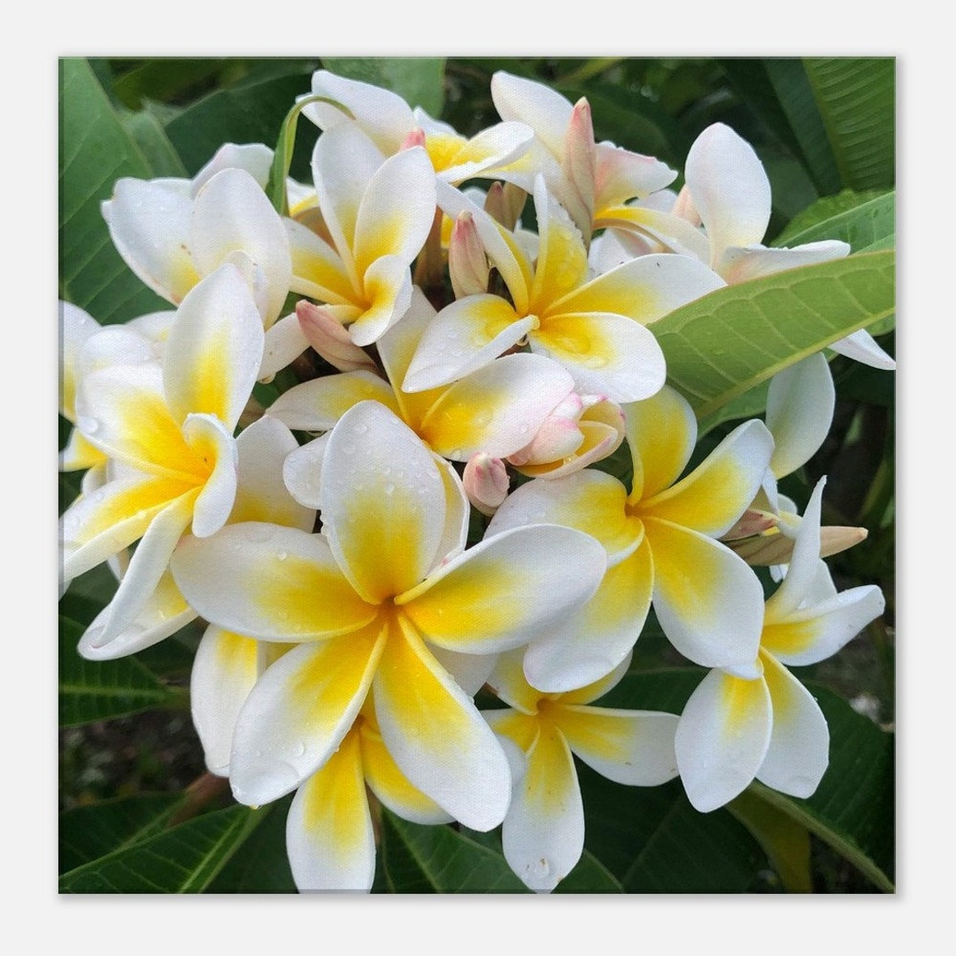 Frangipani Wall Art, Flower Art Prints for Living Room, Flower Wall ...