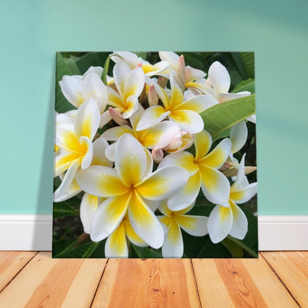 Frangipani Wall Art Frangipani Flower Print Greenery Coastal Flowers ...