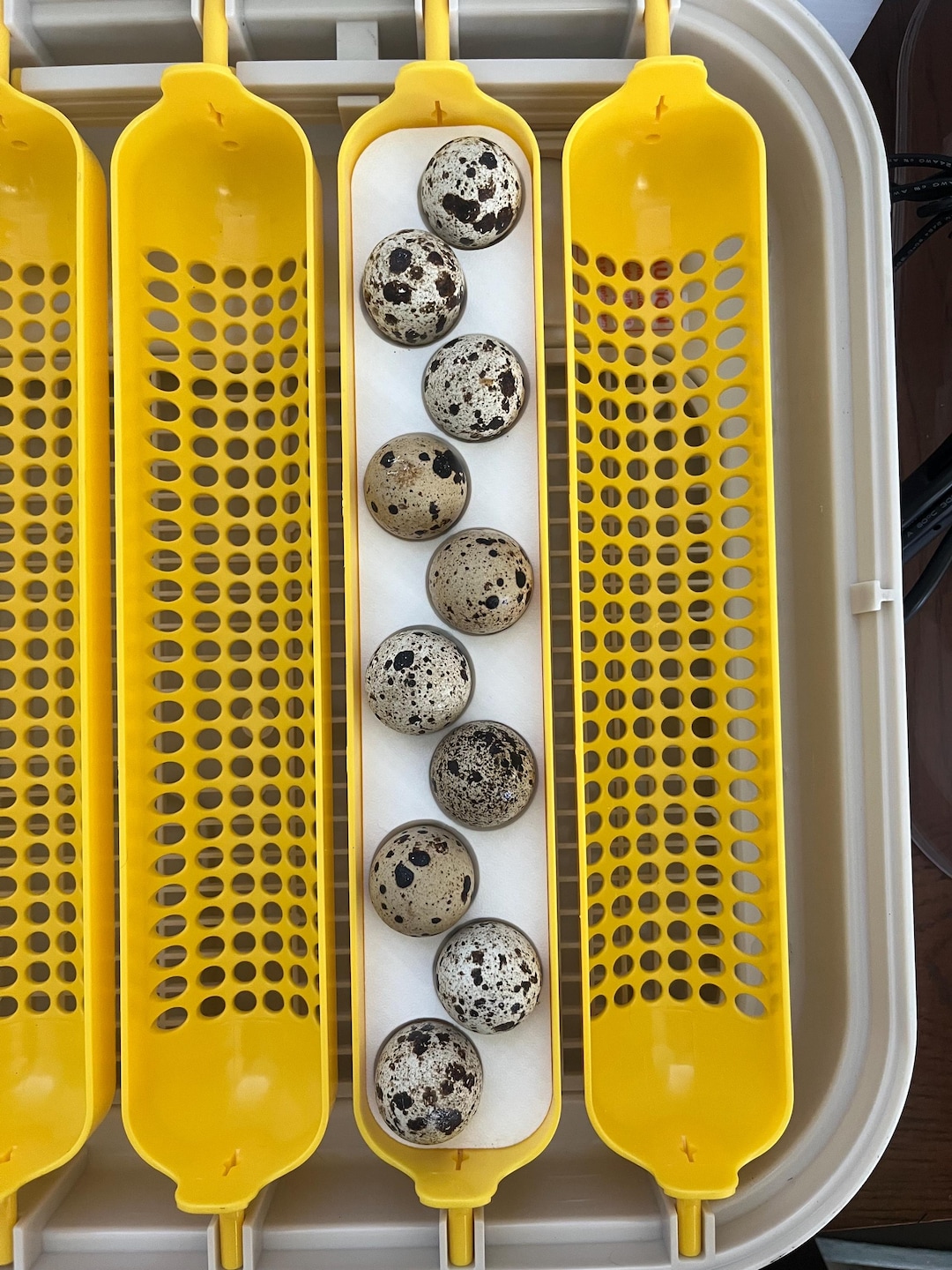 Maticoopx Incubator JUMBO Quail Egg Rack- Incubator Insert - Etsy