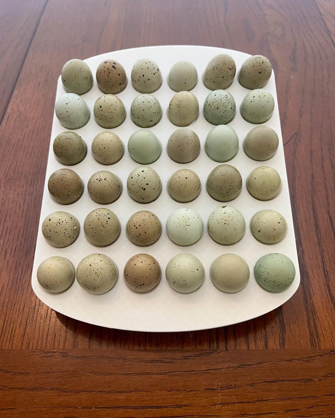 Button Quail Egg Tray 36 Egg Count - Etsy