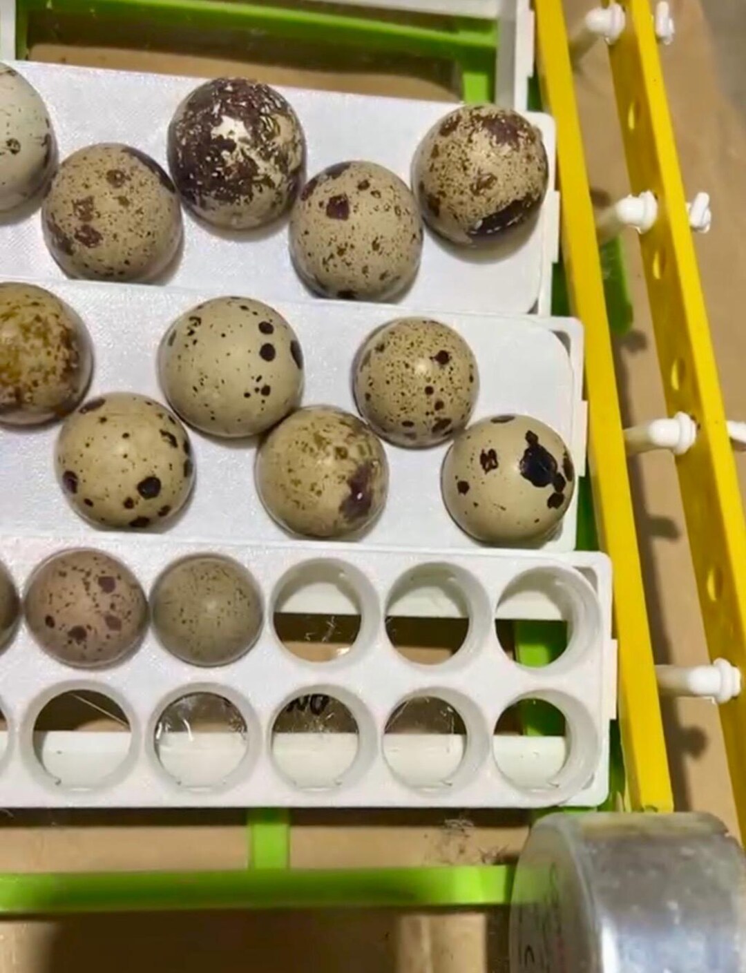 Hatching Time Egg Rack, Incubator Insert- Button, Standard, & Jumbo ...