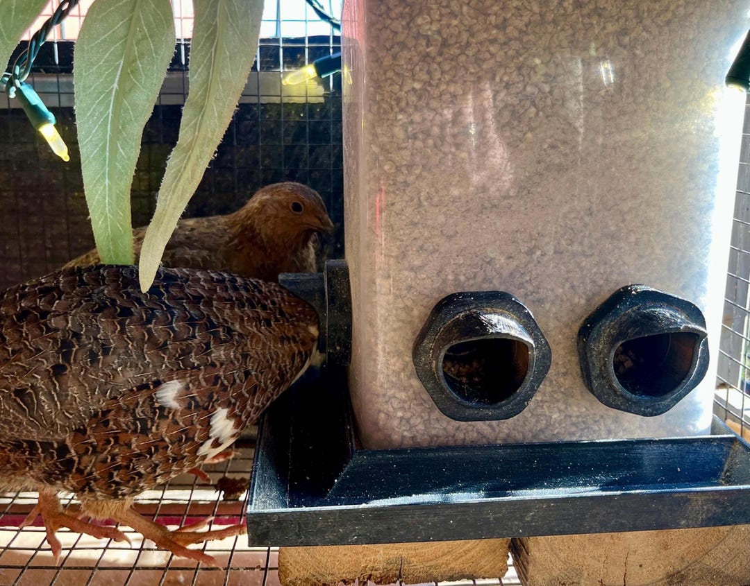 Quail and Chick No-waste Feeder - 1.5 Inch Ports - Etsy