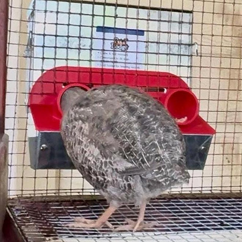 Pet Lodge J Feeder No-waste Cover - 1.5” Ports for Quail & Chicks - Etsy