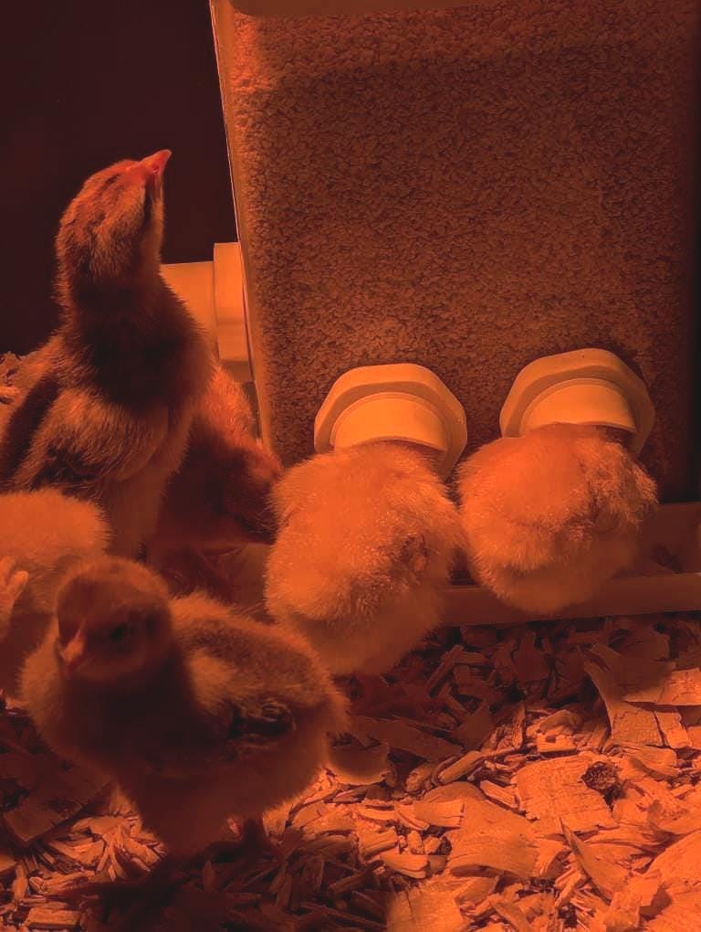 Quail and Chick No-waste Feeder - 1.5 Inch Ports - Etsy