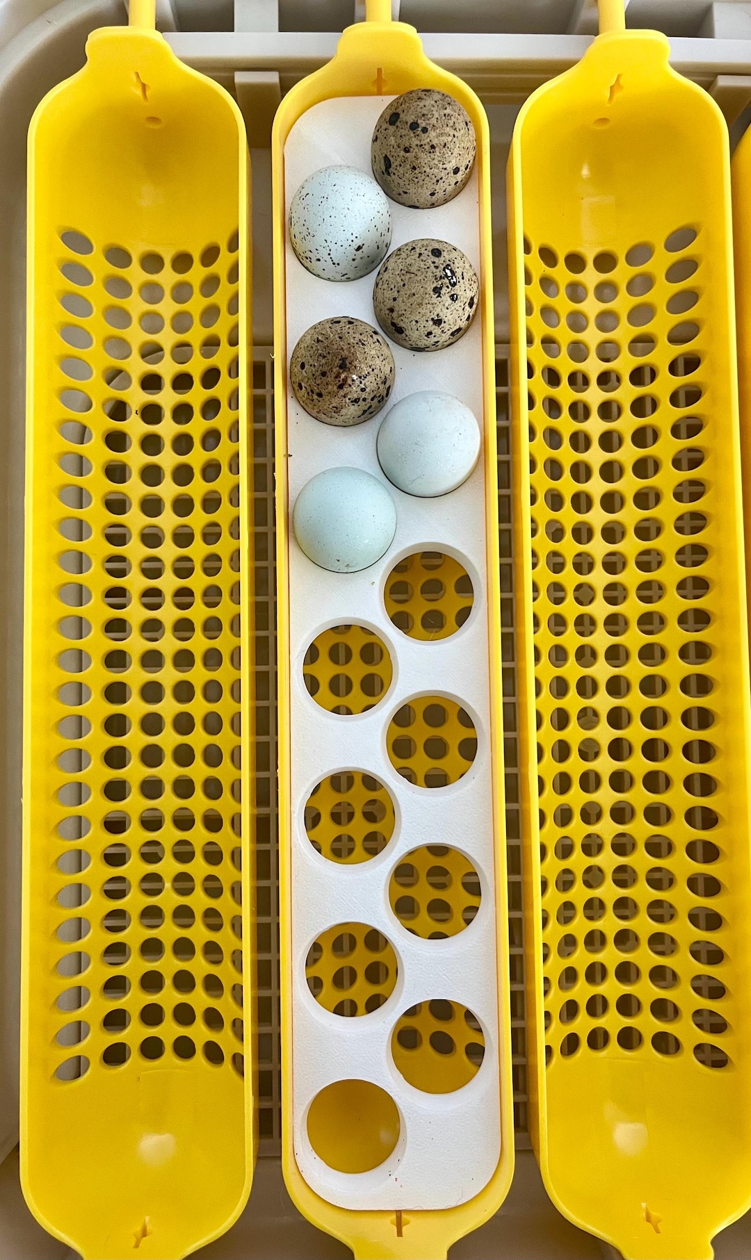 Maticoopx Incubator STANDARD Quail Egg Rack- Incubator Insert - Etsy
