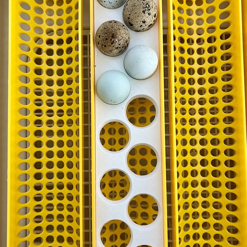 Quail Baskets - Etsy