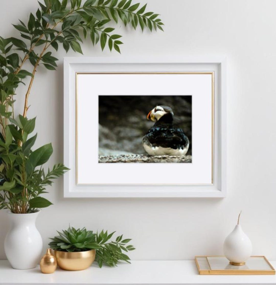 Atlantic Puffin Portrait – Coastal Wildlife Photo Print - Etsy