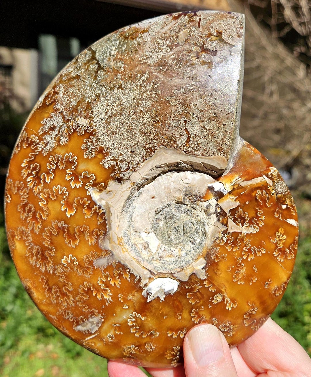 Polished Ammonite W/ Multicolored Maple Leaf Suture Patterns - Etsy