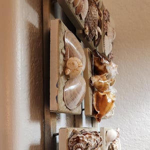 Sea Shell Wall Decor - Etsy