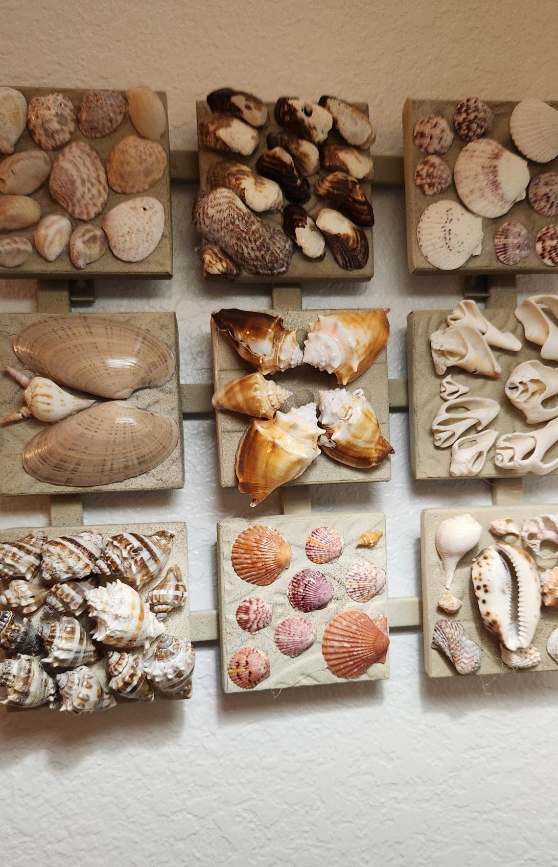 Sea Shell Wall Decor - Etsy