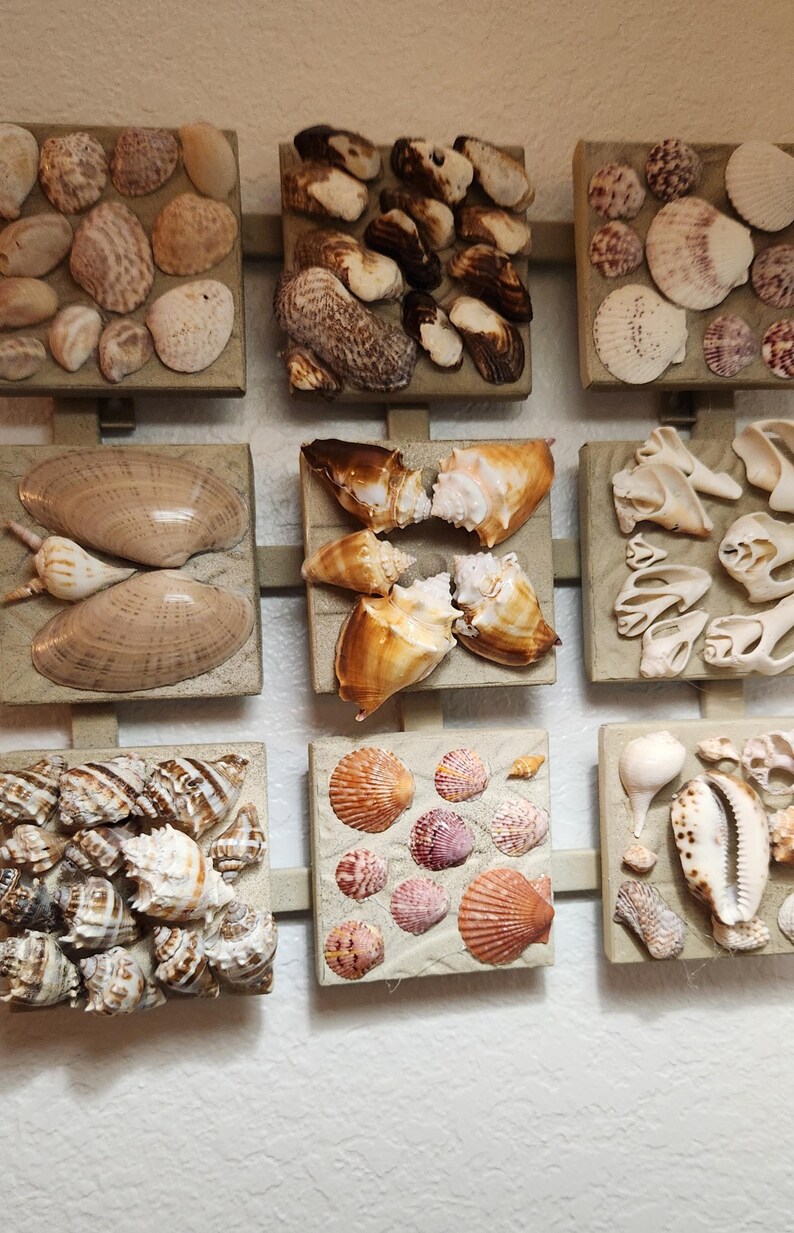 Sea Shell Wall Decor - Etsy
