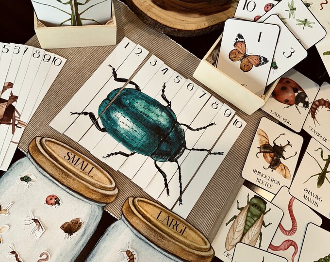 Insects Morning Basket Activity, Homeschool Unit, Bug Flashcards ...