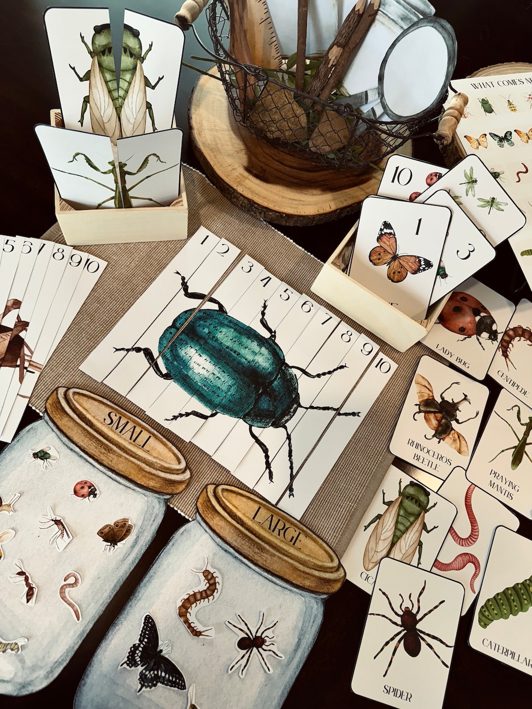 Insects Morning Basket Activity, Homeschool Unit, Bug Flashcards ...