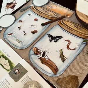 Insects Morning Basket Activity, Homeschool Unit, Bug Flashcards ...