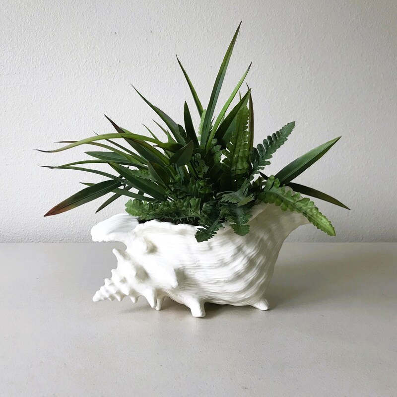 Conch Shell Planter - Etsy