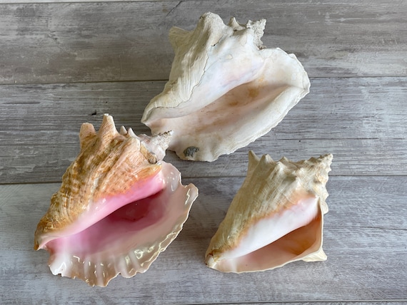 Queen Conch Shells