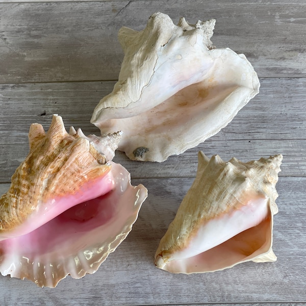 Queen Conch Shell - Etsy