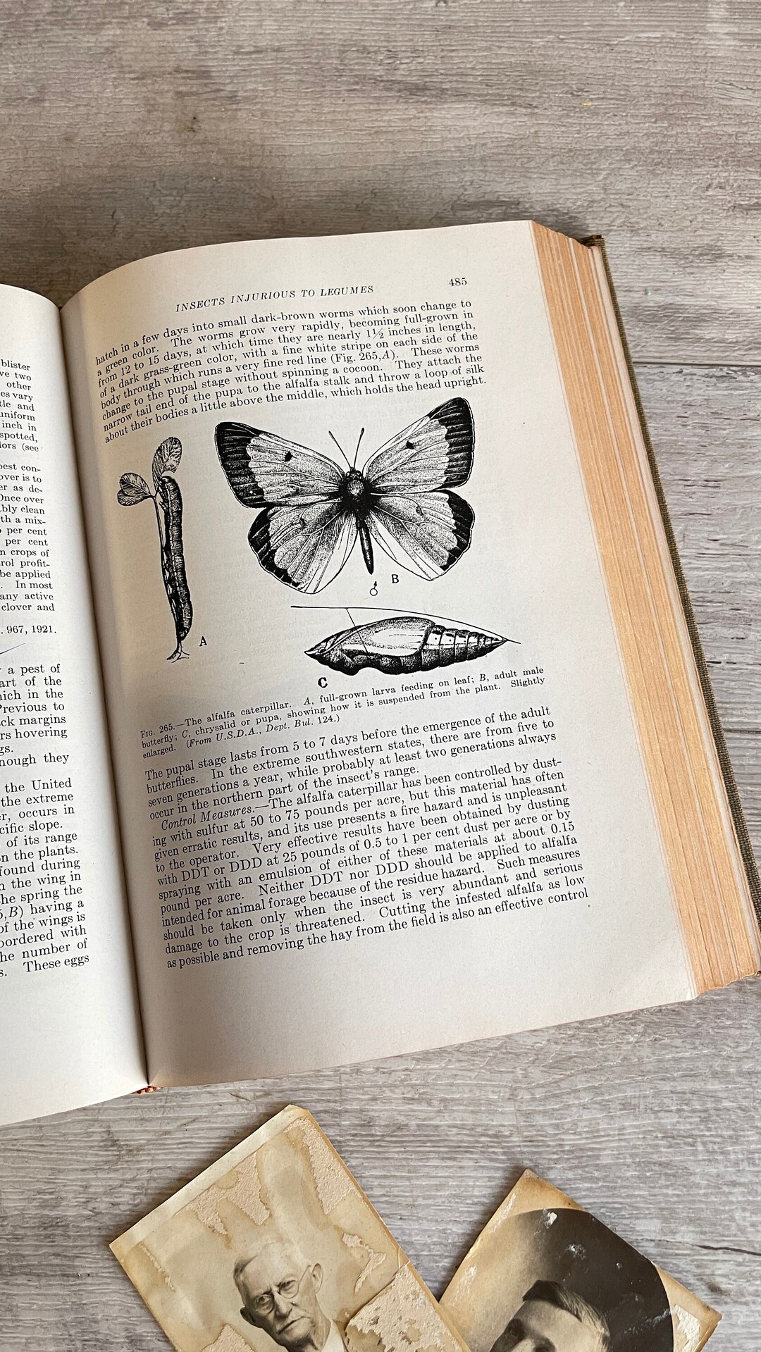 Vintage Insect Book - Destructive and Useful Insects Their Habits and ...