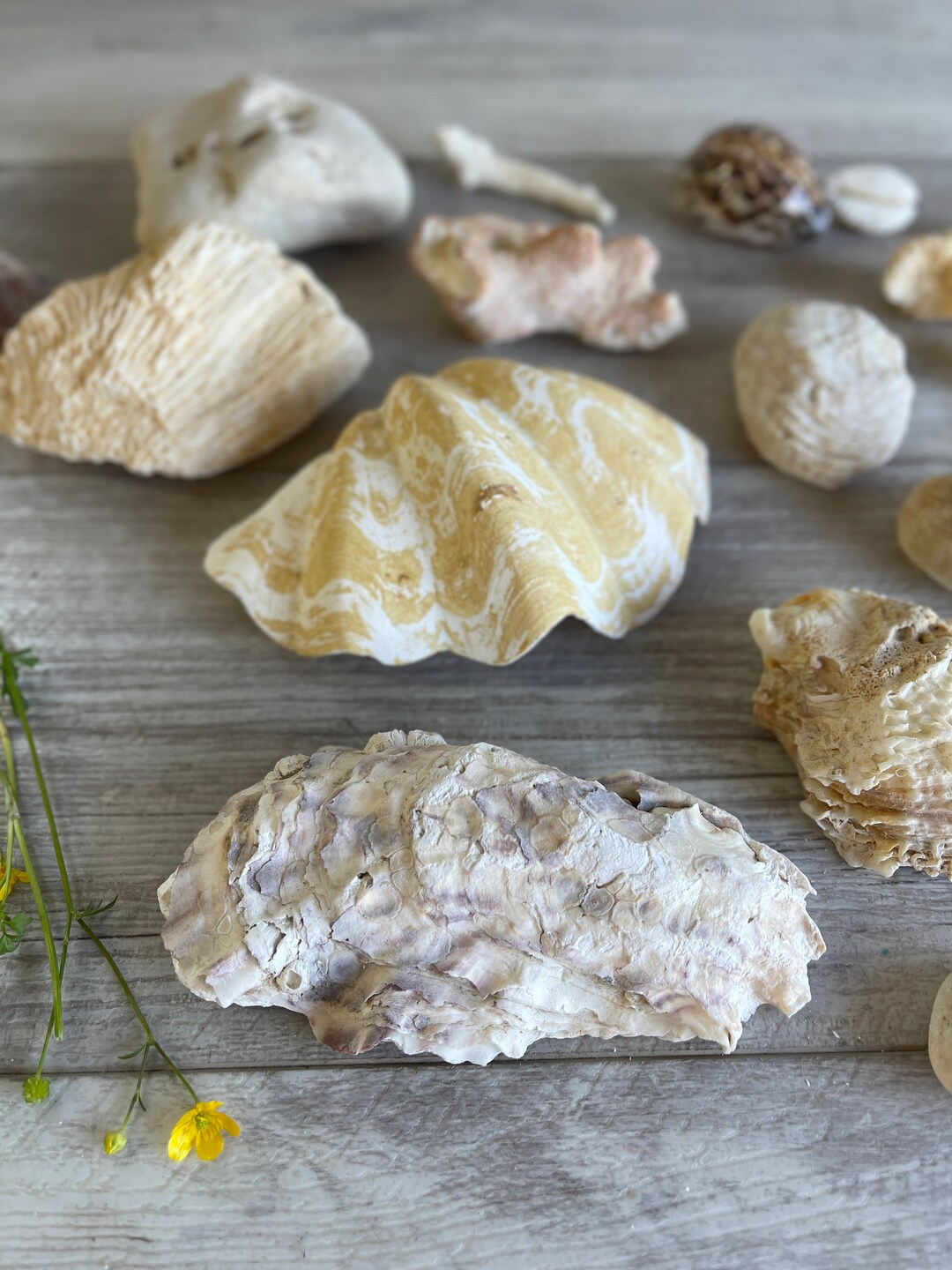 Vintage Brain Coral, Spiny Oyster Sea Shells, Coral Fossils, Lot Beach ...