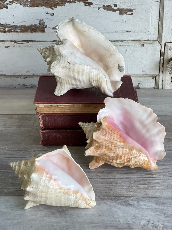 Queen Conch Shells