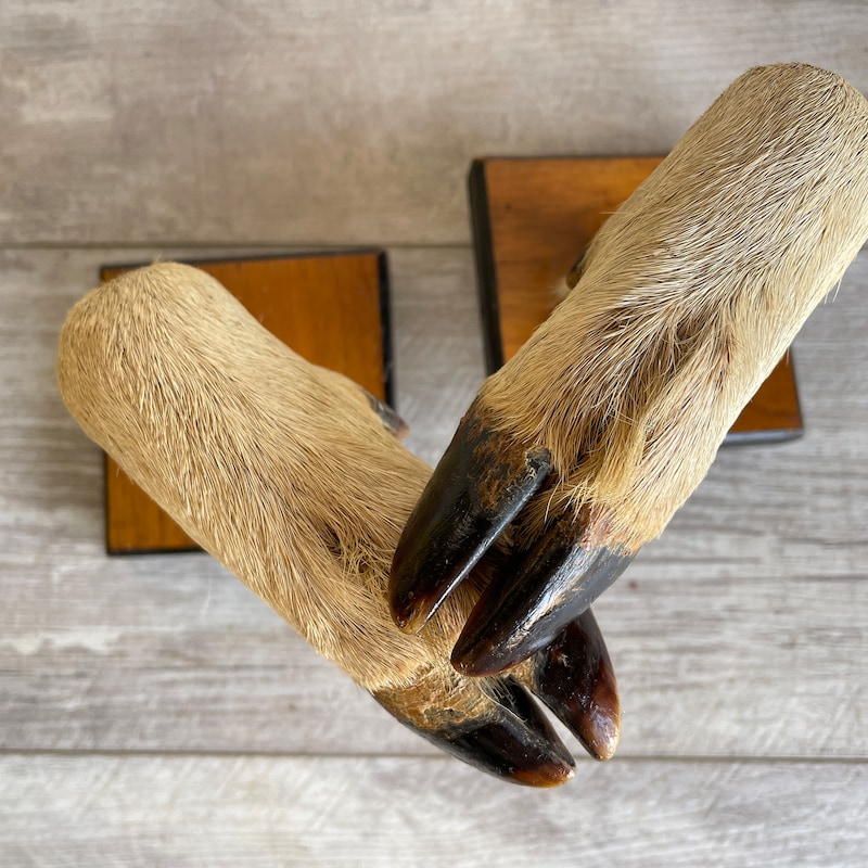 Deer Hooves - Etsy