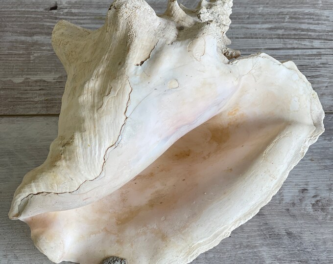 Large Vintage Queen Conch Shell, 9 Inch Natural Sea Shell, Worn Oceanic ...