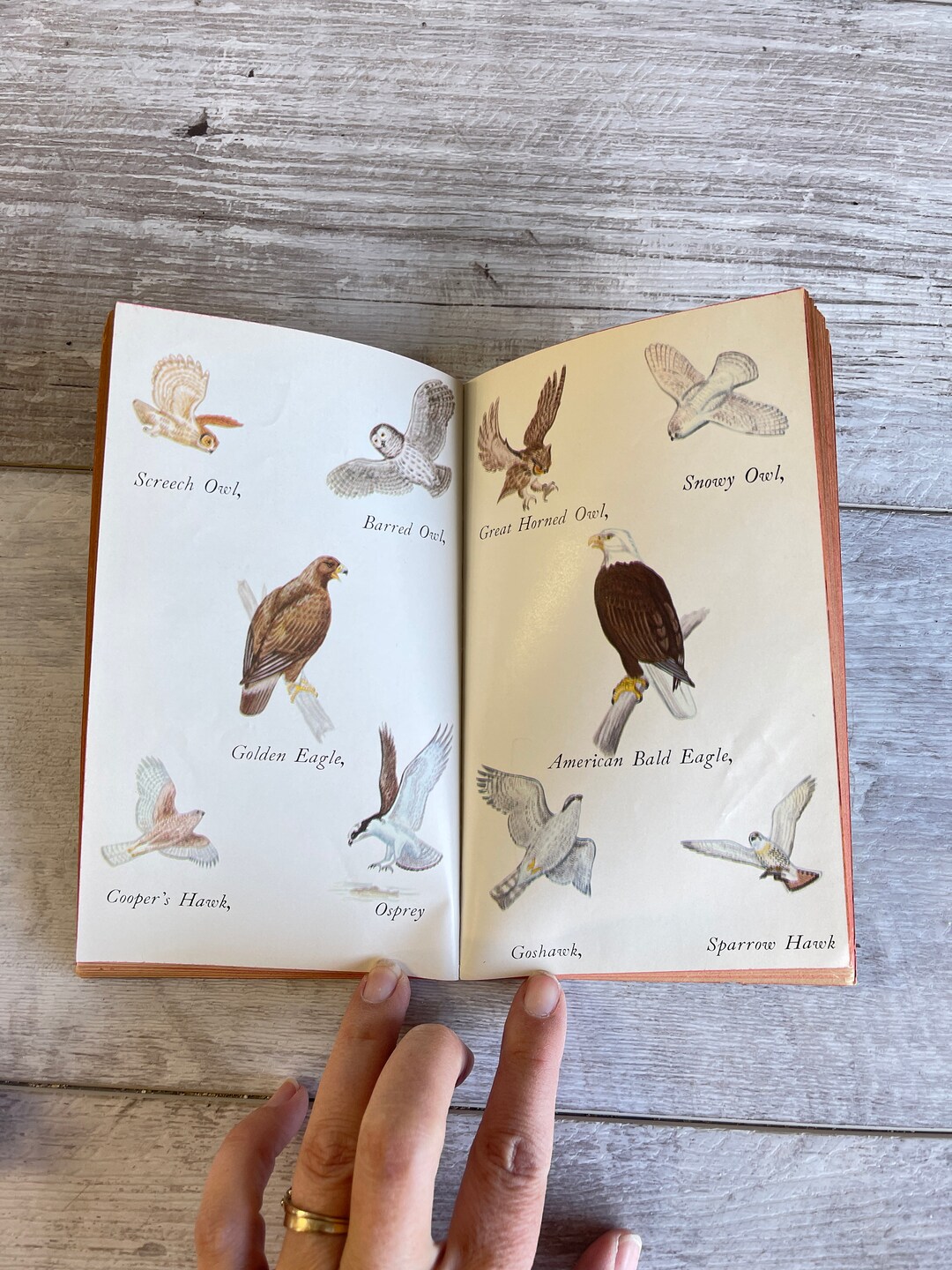 The Compact Book of Small Game and Varmints. Ray Ovington - Outdoorsman ...
