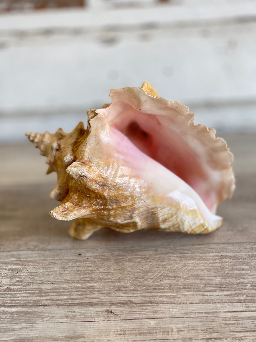 Vintage Queen Conch Shell medium 8 Inches Lacy Edges Old - Etsy