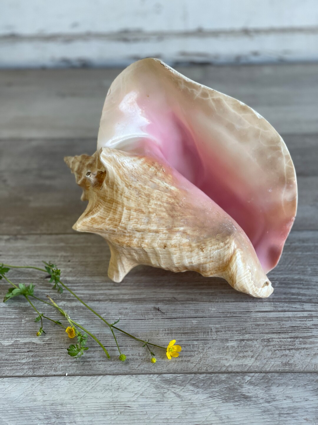 Vintage Queen Conch Shell 9 Inches Shiny Interior - Etsy