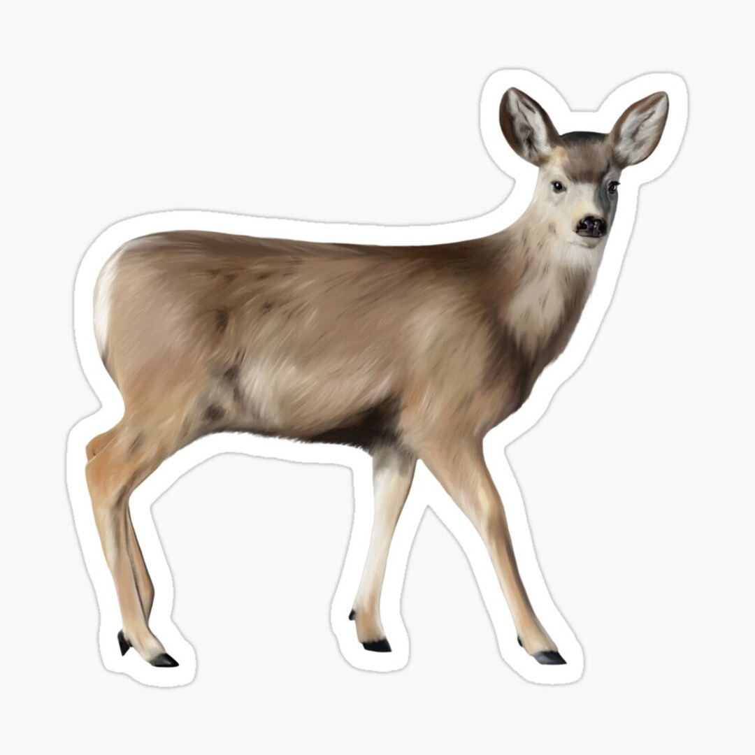 White-tailed Deer Doe Painting Sticker: Durable Vinyl Sticker - Etsy
