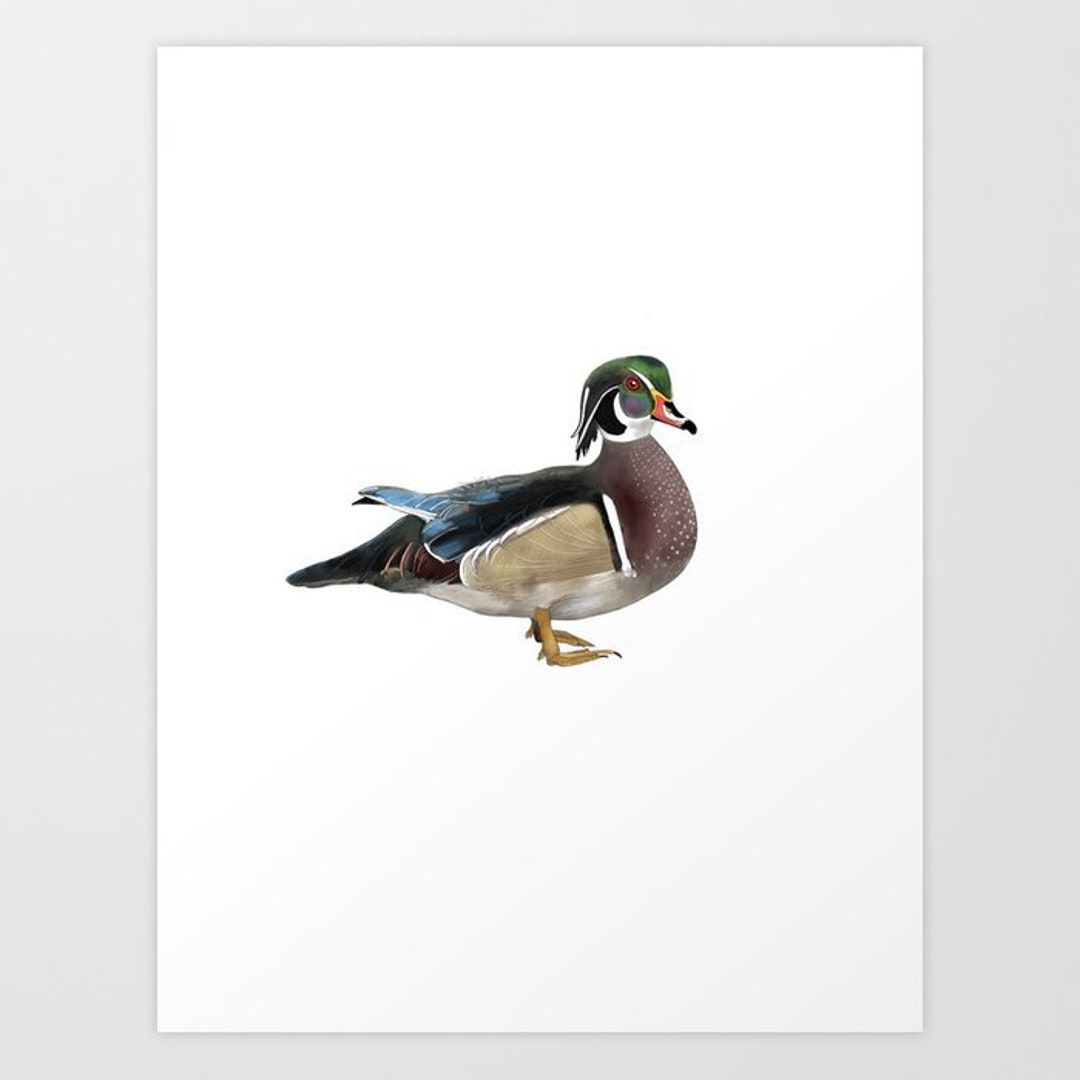 Wood Duck Drake Digital Painting Art Print - Etsy