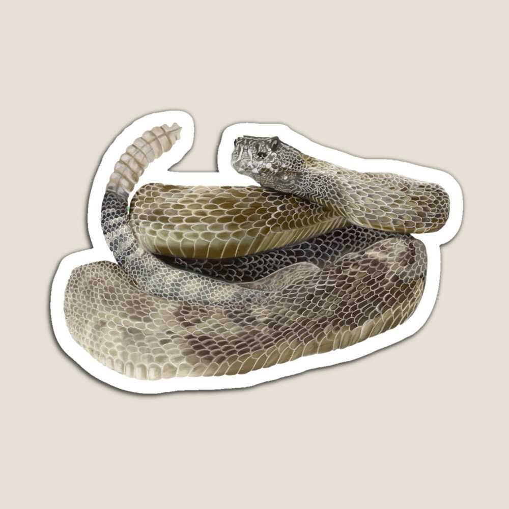 Rattle Snake Magnet 3 Sizes - Etsy