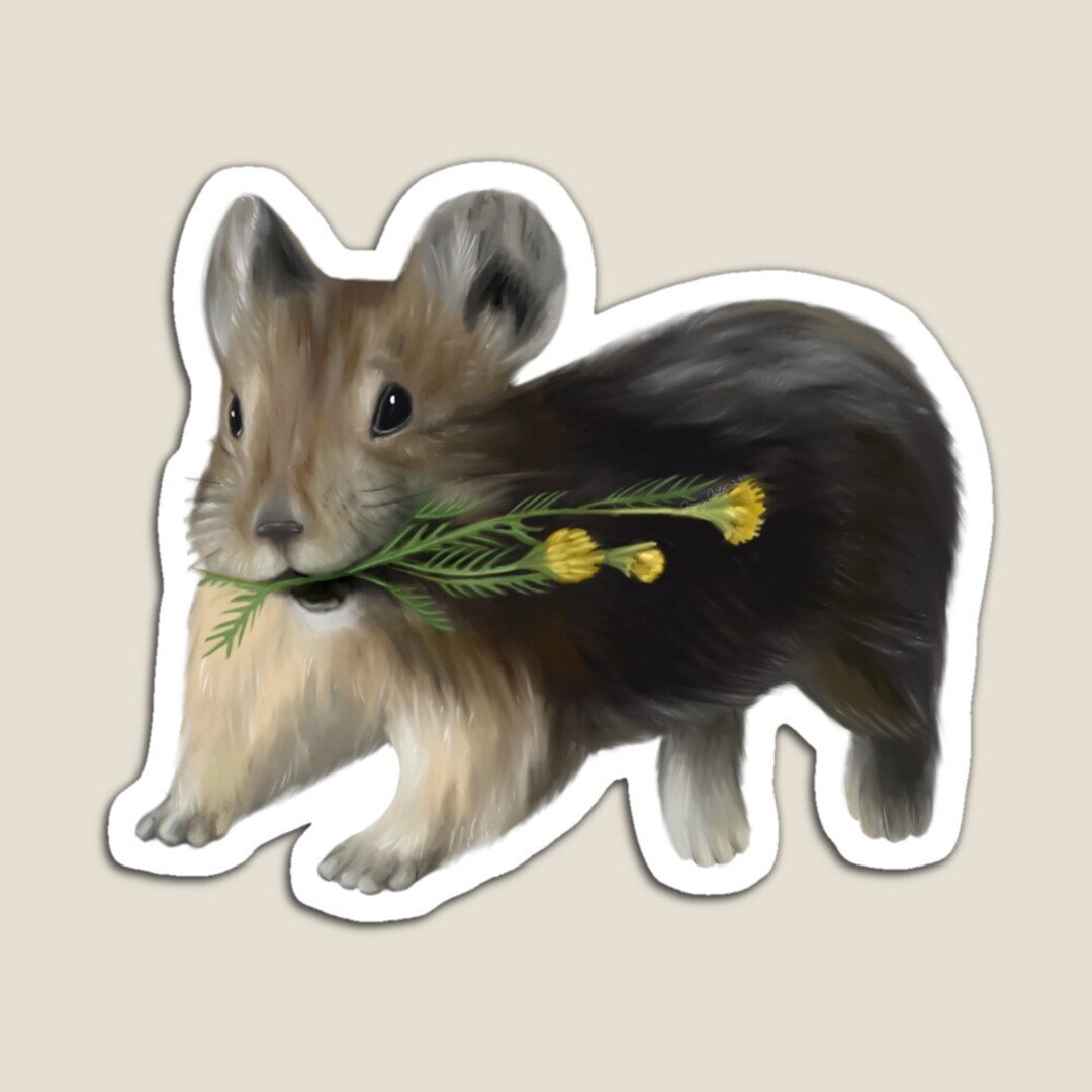 American Pika With Flowers Magnet 3 Sizes - Etsy