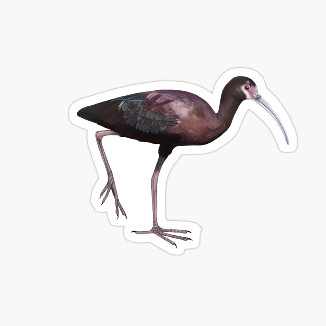 White-faced Ibis Sticker: Glossy Vinyl Decal - Etsy