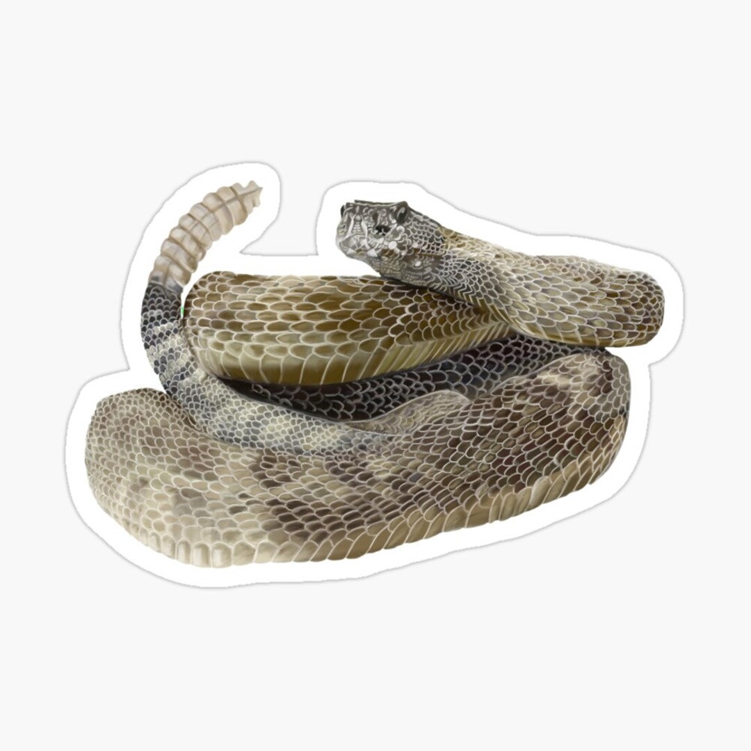 Rattlesnake Snake Sticker: Durable Vinyl Sticker - Two Sizes - Etsy