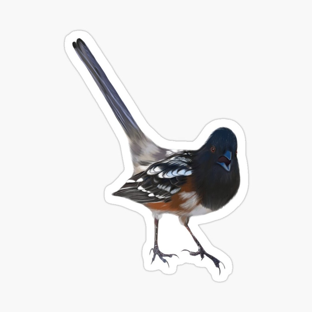 Spotted Towhee Bird Sticker: Durable, Water-resistant Vinyl - Etsy