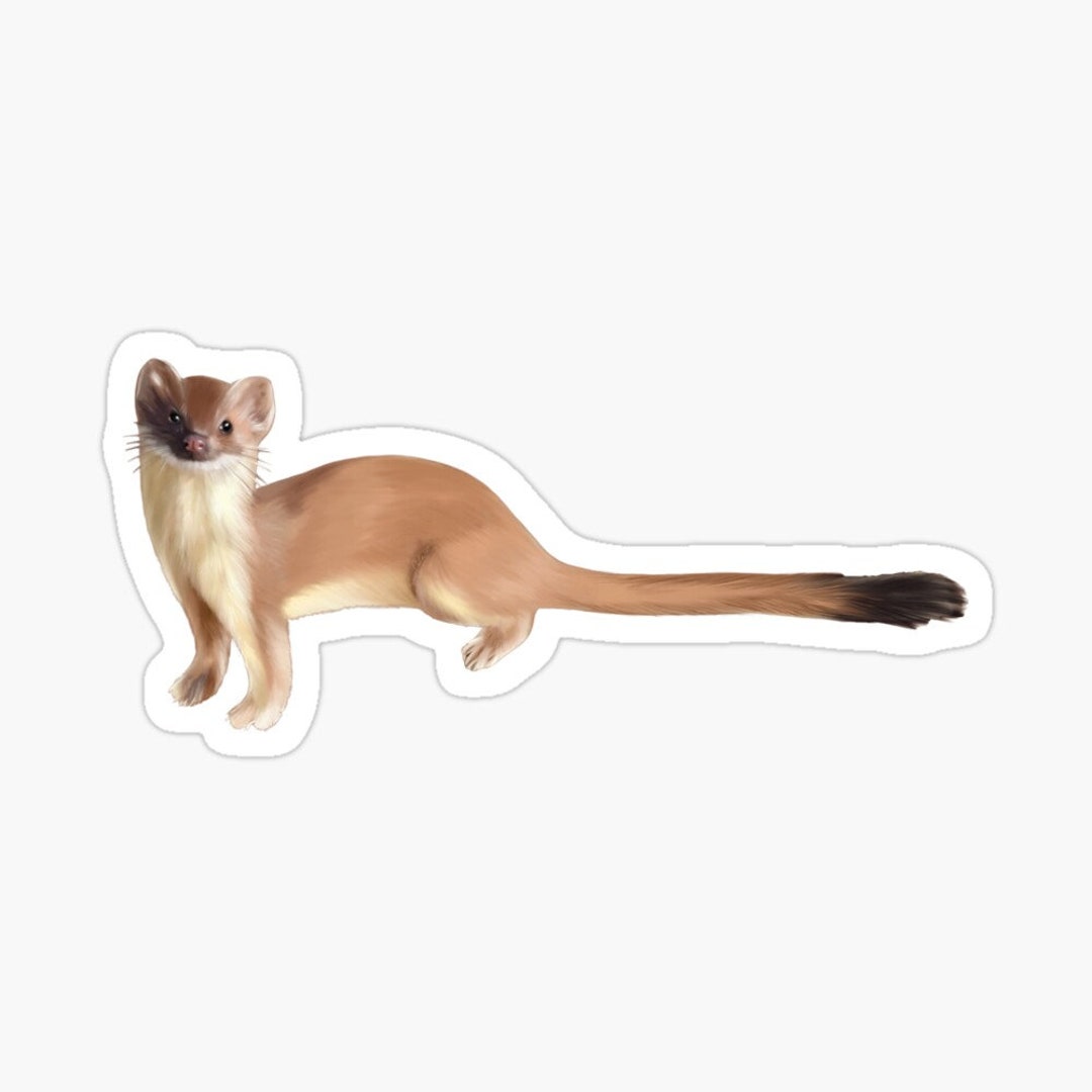 Long-tailed Weasel Sticker: Durable Glossy Vinyl, Two Sizes - Etsy