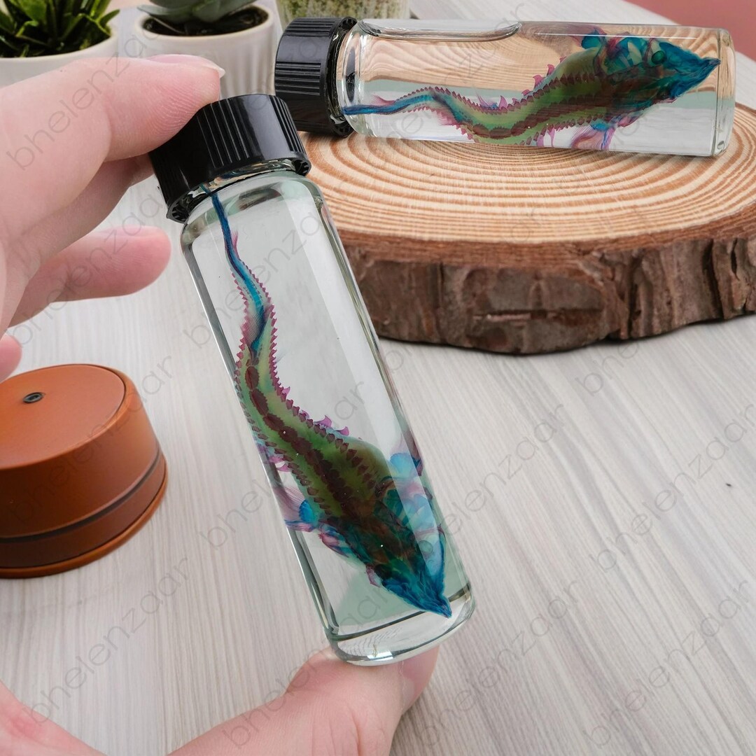 Mysterious Transparent Stained Fish Skeleton Specimen,real Stained ...