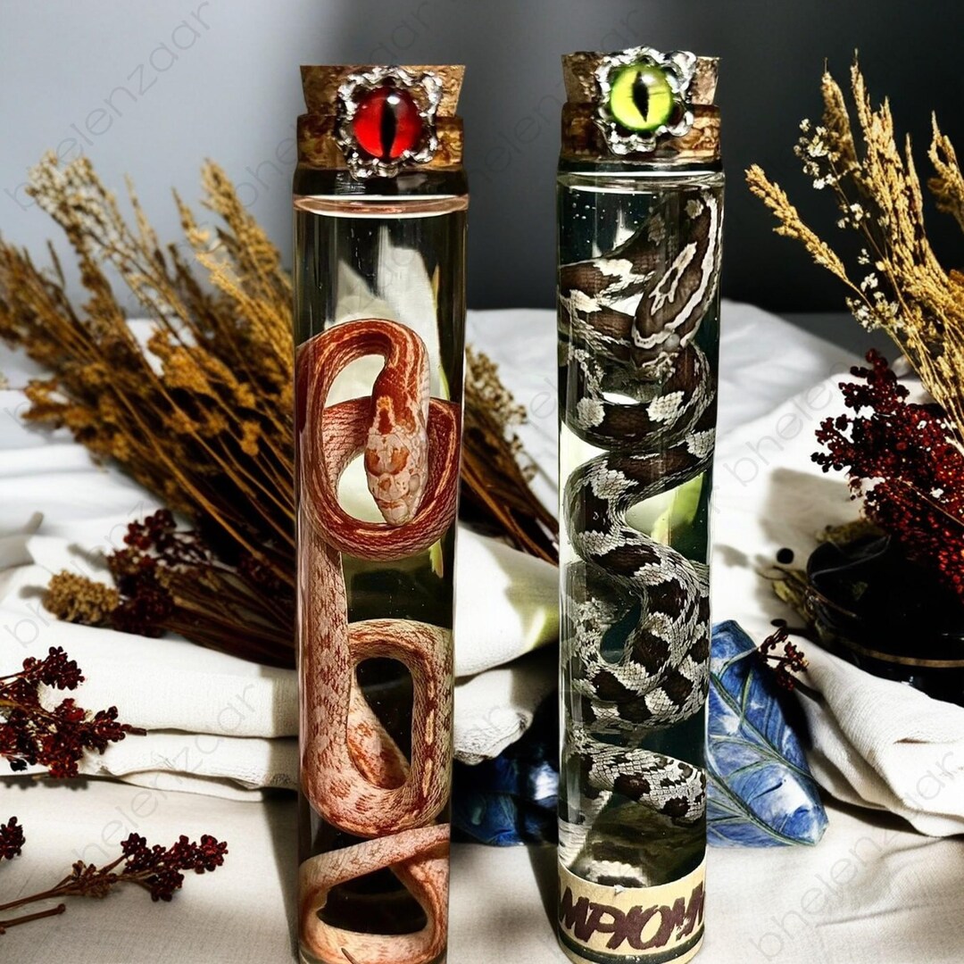 Real Snake Specimen,real Animal Specimen,clean and Complete,specimen ...